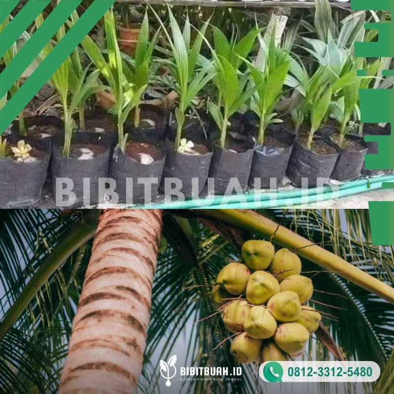 Jual Bibit Kelapa Garut Unggul Cocok Untuk Budidaya, Jasa, Lainnya di ...