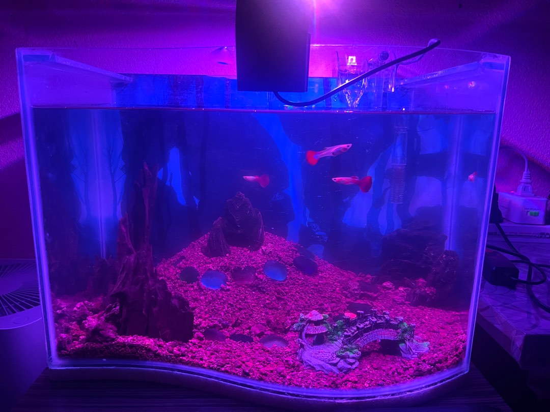 Terrariums - Tank Ikan Guppy/Ikan Molly dan Ikan Laga, Pet Supplies ...