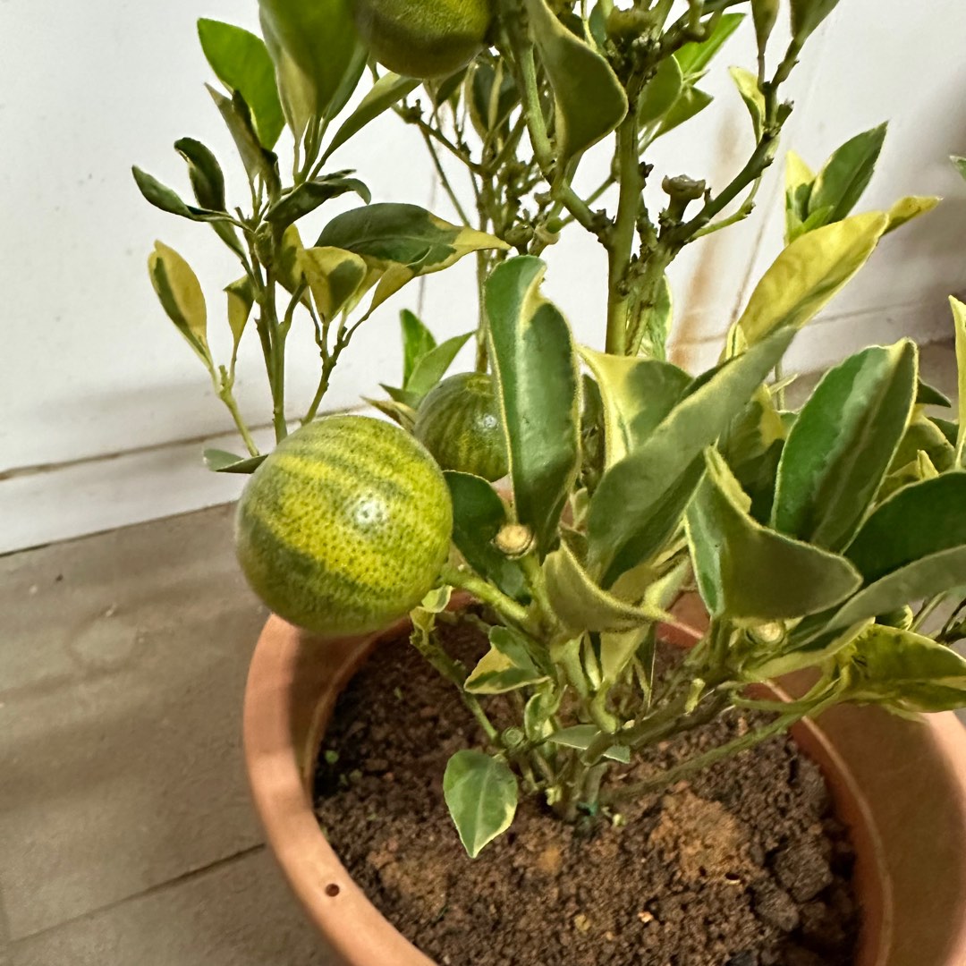 Variegated Lime, Furniture & Home Living, Gardening, Plants & Seeds on ...