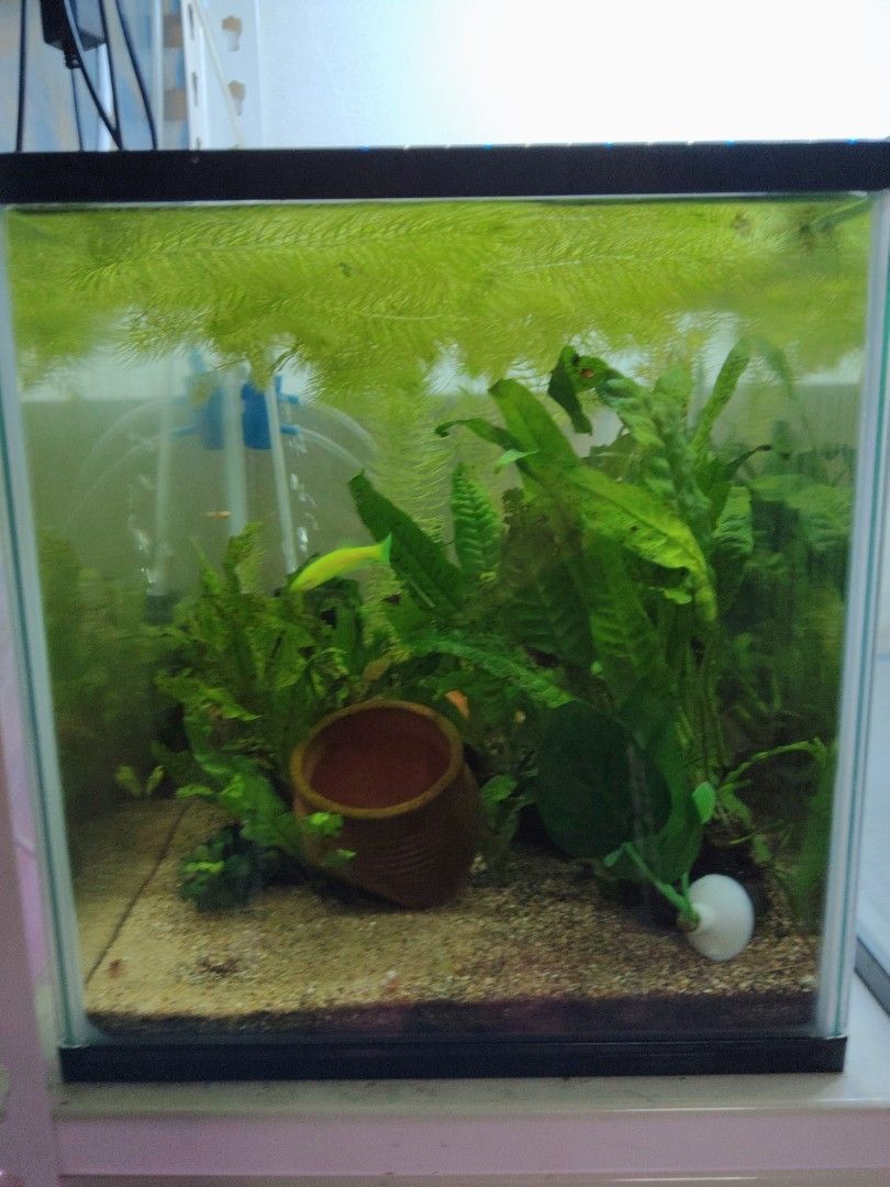 40CM ACRYLIC GEX TANK — PLUG & PLAY, Pet Supplies, Homes & Other Pet ...
