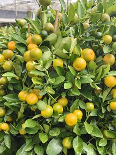 Lime Sulfur Solution (1 litre), Furniture & Home Living, Gardening ...