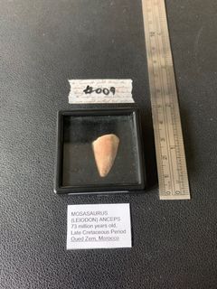 Fossil Great White Tooth 2.68" Baja, California, Hobbies & Toys ...