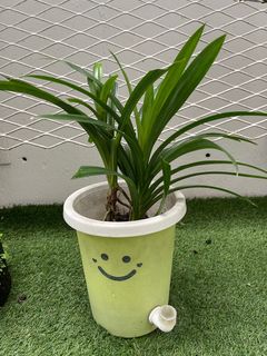 Pandan Plant (organic), Furniture & Home Living, Gardening, Plants ...