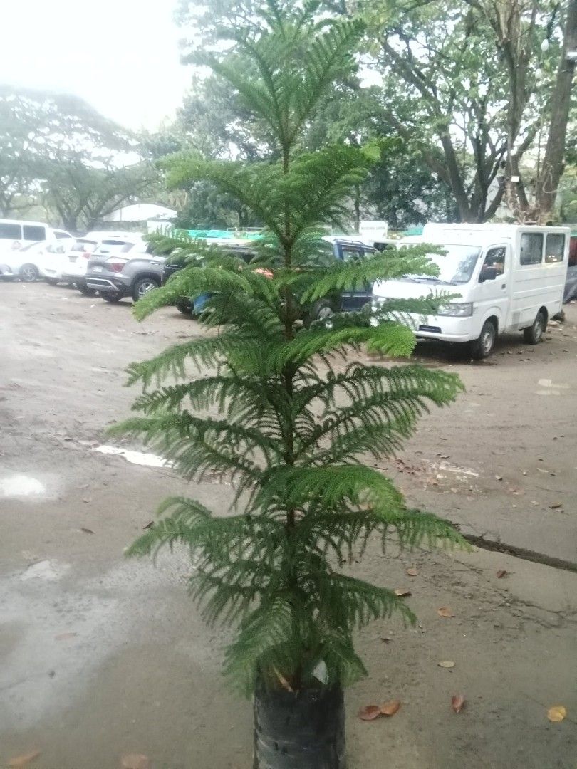 Song of india 🪴 alucaria pine tree 🌲, Furniture & Home Living ...