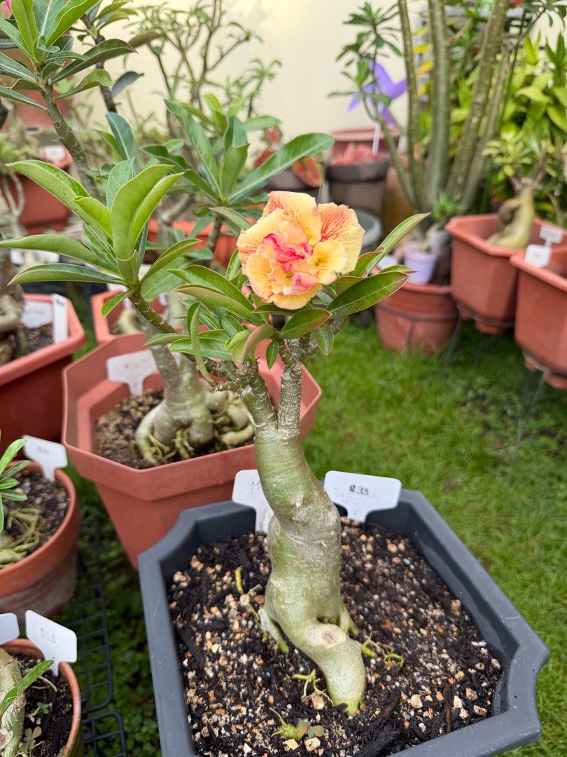 Taiwan adenium - seed grown & non grafted (missy), Furniture & Home ...