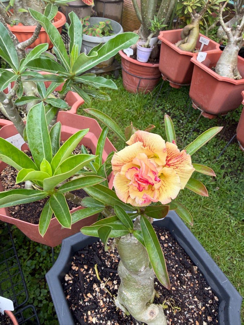 Taiwan adenium - seed grown & non grafted (missy), Furniture & Home ...