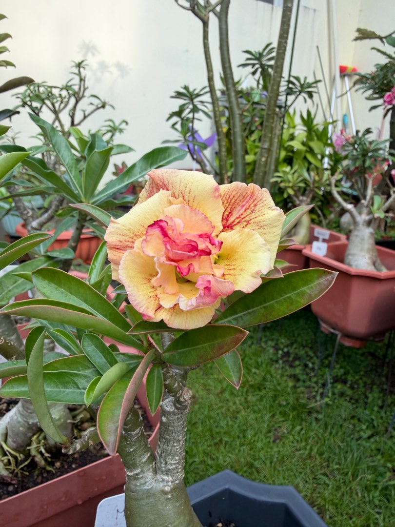 Taiwan adenium - seed grown & non grafted (missy), Furniture & Home ...