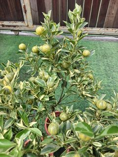 Fruiting Variegated Lime Plant, Furniture & Home Living, Gardening ...