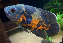 🐠Giving Up Your Big Aquarium Fish, I will Adopt!– Please Don’t Release ...