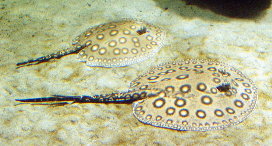 🐟Giving up your Freshwater Stingray? I will adopt. 🌿🙏, Lifestyle ...
