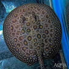 🐟Giving up your Freshwater Stingray? I will adopt. 🌿🙏, Lifestyle ...