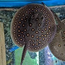🐟Giving up your Freshwater Stingray? I will adopt. 🌿🙏, Lifestyle ...