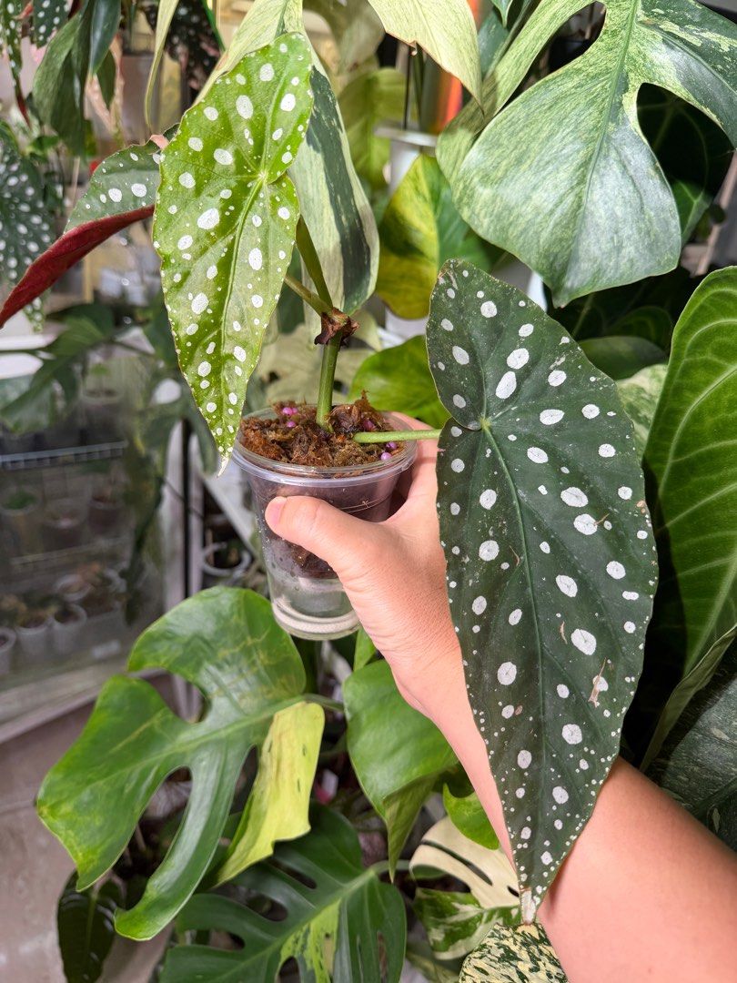 Begonia maculata pink reverted, Furniture & Home Living, Gardening ...