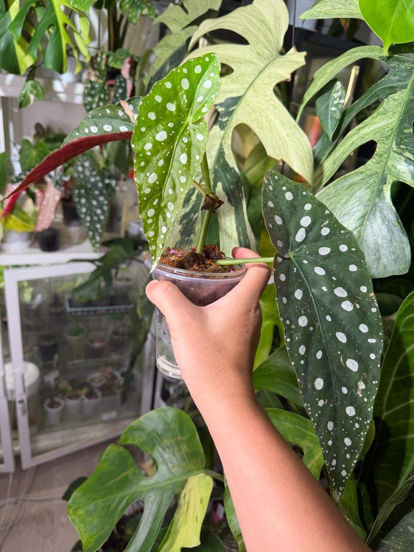 Begonia maculata pink reverted, Furniture & Home Living, Gardening ...