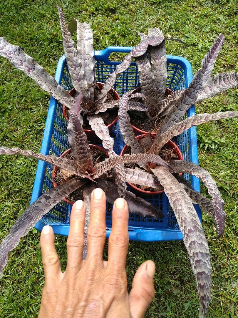 Bromeliad Cryptanthus Earth Star - Various Sizes, Furniture & Home ...