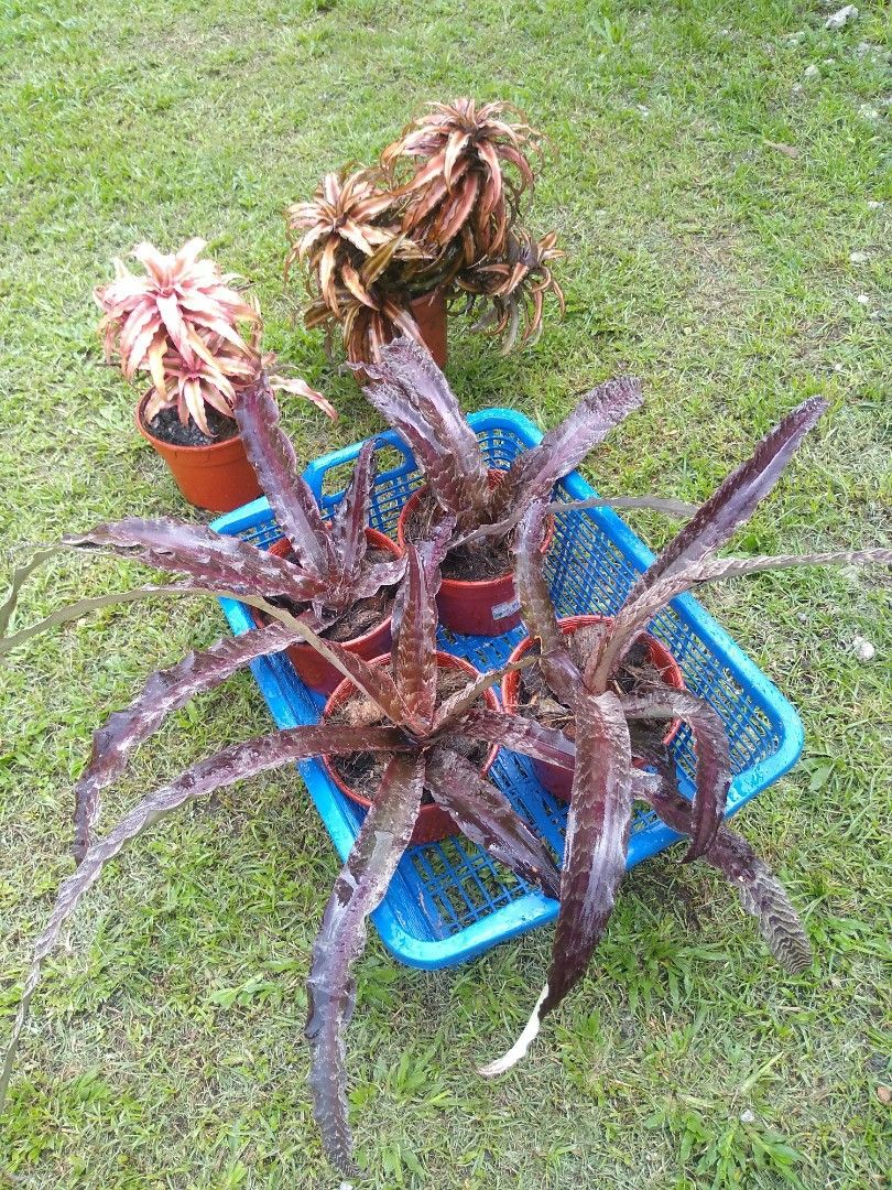 Bromeliad Cryptanthus Earth Star - Various Sizes, Furniture & Home ...