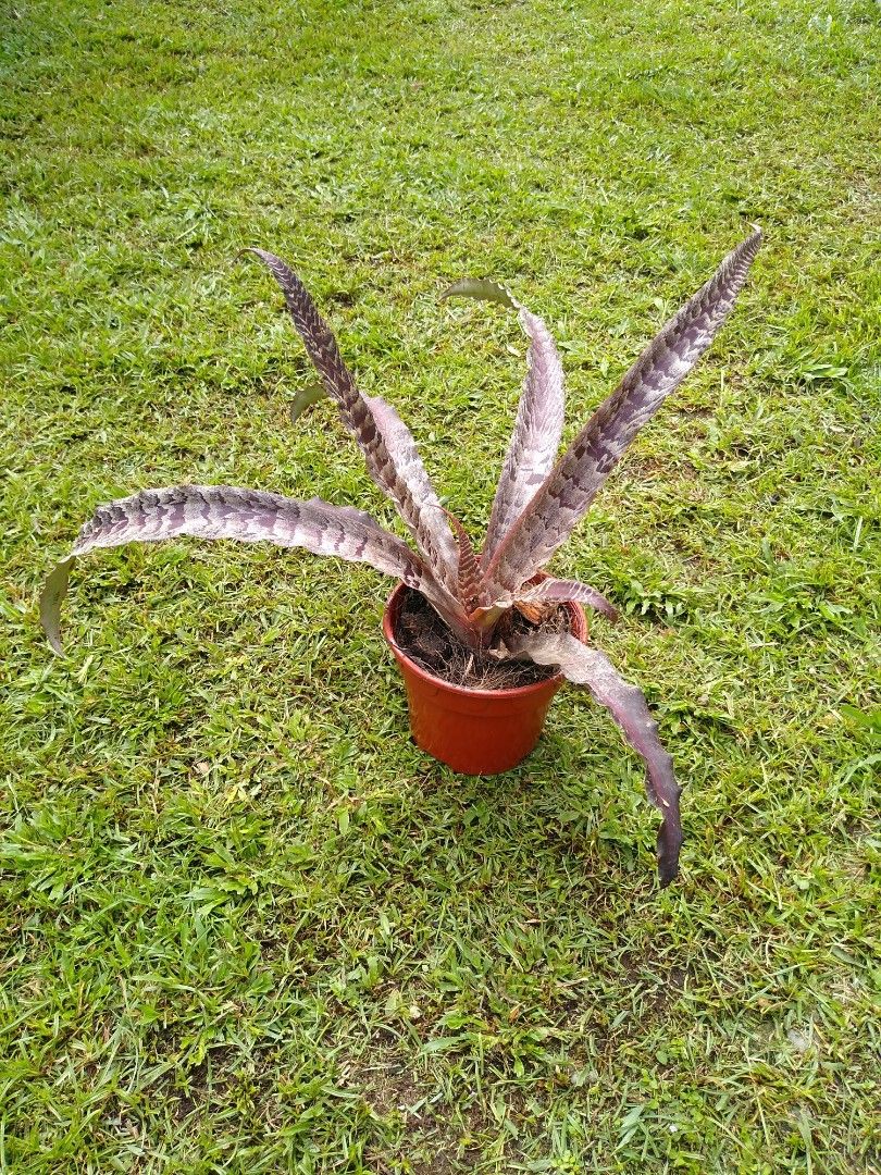 Bromeliad Cryptanthus Earth Star - Various Sizes, Furniture & Home ...