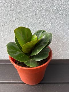 Fiddle Leaf Fig | Fiscus Lyrata, Furniture & Home Living, Gardening ...