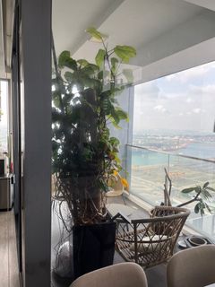 Lime Sulfur Solution (1 litre), Furniture & Home Living, Gardening ...