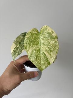 Monstera Legacy, Furniture & Home Living, Gardening, Plants & Seeds on ...