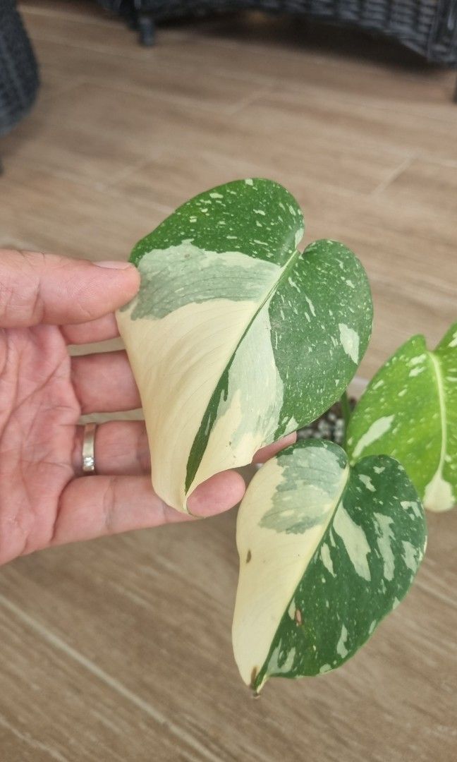 Monstera Thai Constellation, Furniture & Home Living, Gardening, Plants ...
