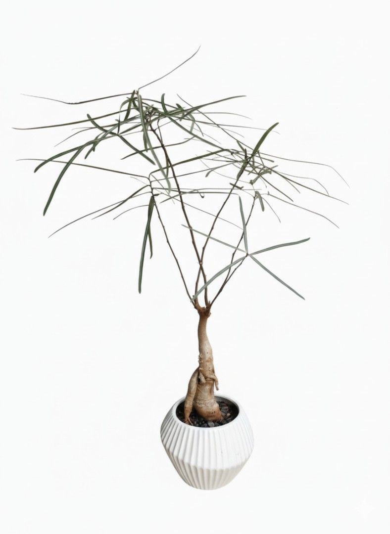 Queensland Bottle Tree, Furniture & Home Living, Gardening, Plants ...