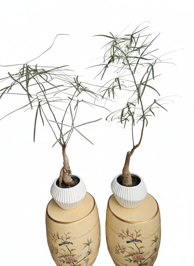 Queensland Bottle Tree, Furniture & Home Living, Gardening, Plants ...