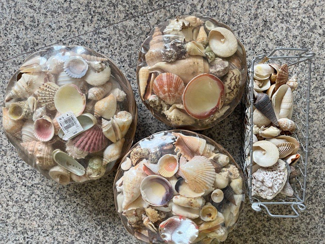 Seashells! 🐚, Furniture & Home Living, Home Decor Accessories, Other ...