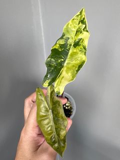 Alocasia simpo aurea, Furniture & Home Living, Gardening, Plants ...