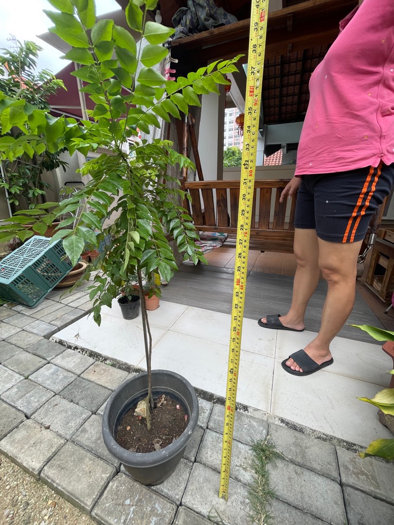 Curry Leave Plant (1 meter height), Hobbies & Toys, Flowers & Bouquets ...