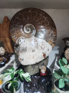 Bostrychoceras Polyplocum Cretaceous Fossil Shell Madagascar Ammonite ...