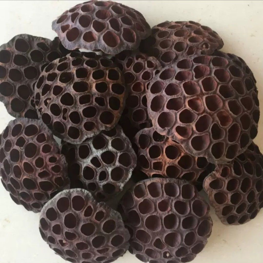 Organic Dried Lotus Flower Pods, Pet Supplies, Pet Food on Carousell