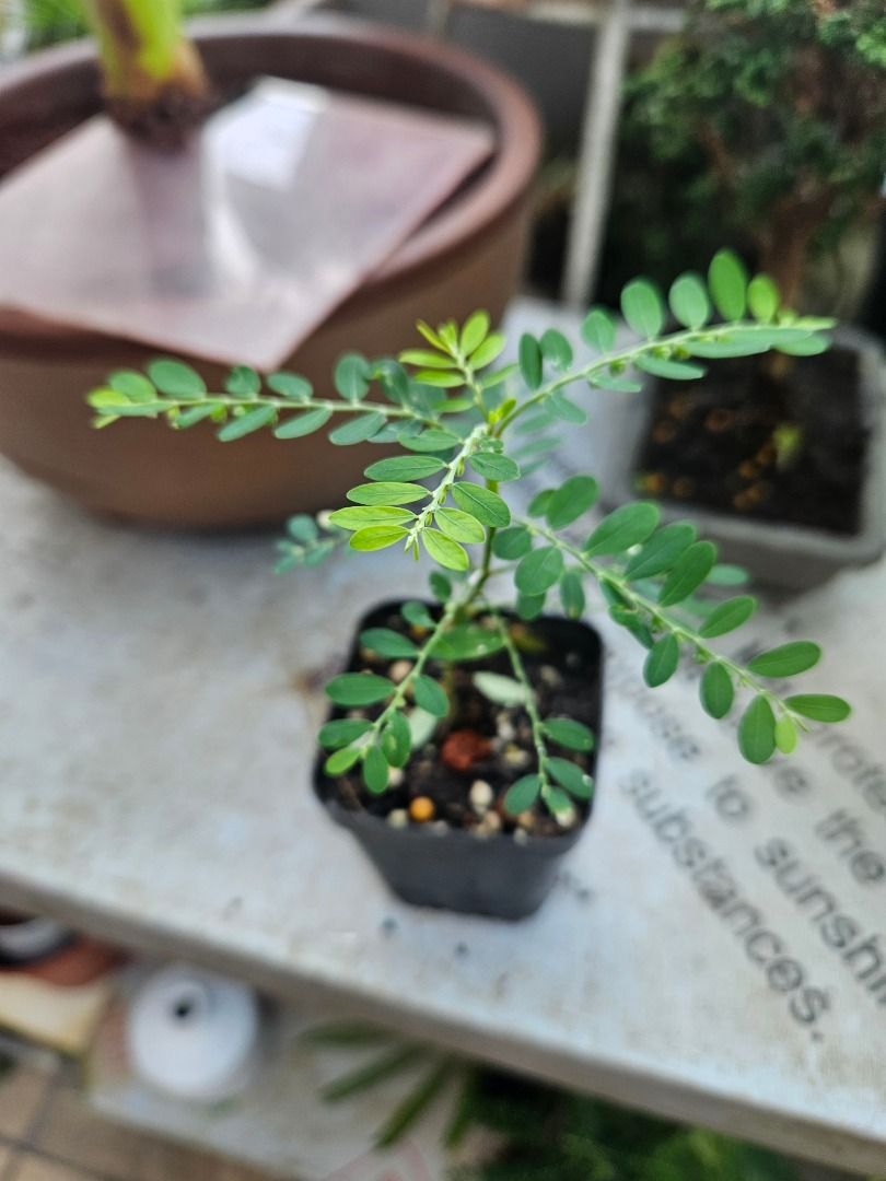 Tamarind young tree plant, Furniture & Home Living, Gardening, Plants ...