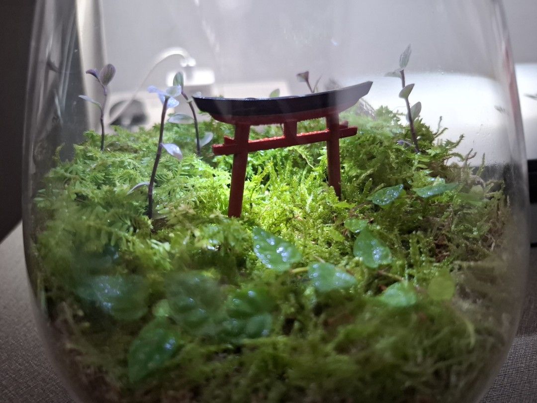 Tori Gate Terrarium - Mystical Gate, Furniture & Home Living, Gardening ...