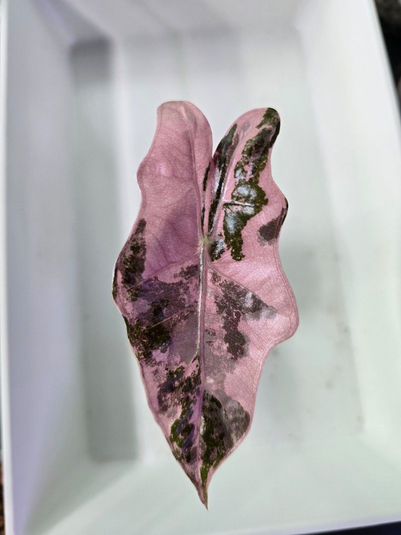 Alocasia Pink Psuedo Sanderina, Furniture & Home Living, Gardening ...