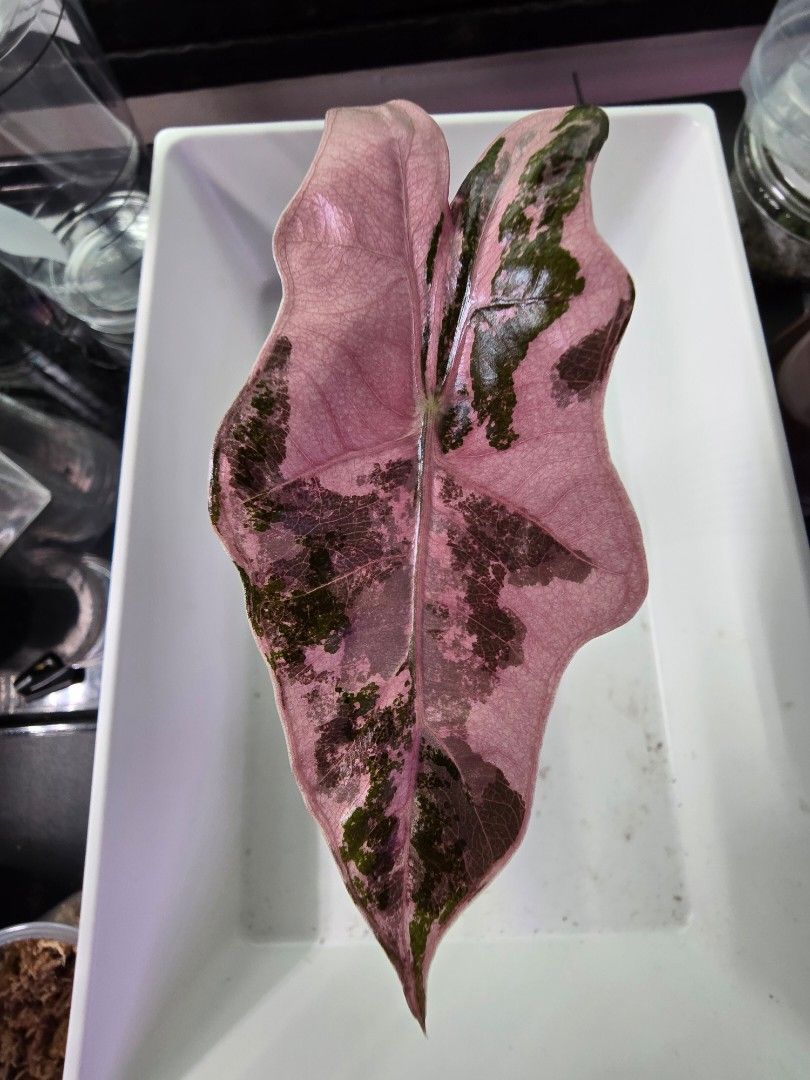 Alocasia Pink Psuedo Sanderina, Furniture & Home Living, Gardening ...