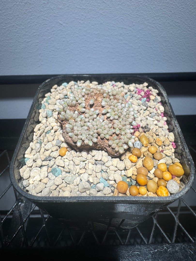 Avonia quinaria native, Furniture & Home Living, Gardening, Plants ...