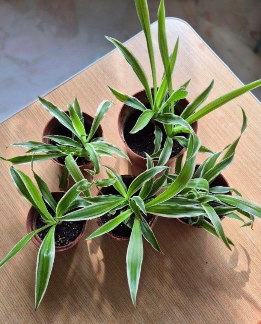 Pet-Safe non toxic Baby Spider Plant, Furniture & Home Living ...