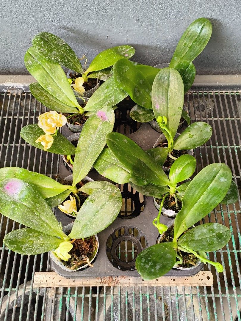 (blooming) Phalaenopsis Yaphon Love Song 'Yaphon#18', Furniture & Home ...