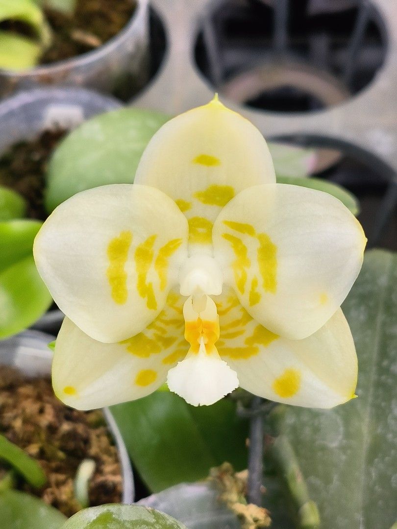(blooming) Phalaenopsis Yaphon Love Song 'Yaphon#18', Furniture & Home ...
