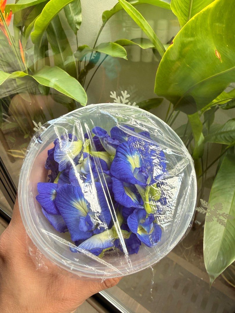 Fresh Butterfly Pea Flowers, Furniture & Home Living, Gardening, Plants ...