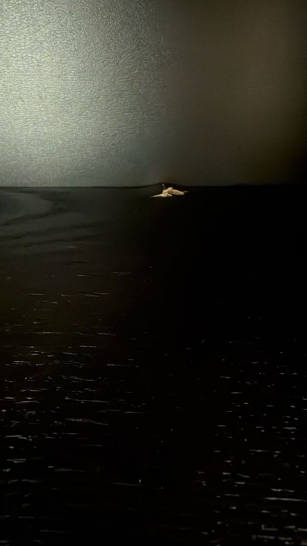 IKEA BILLY Bookcase - Black Oak Effect, Furniture & Home Living ...