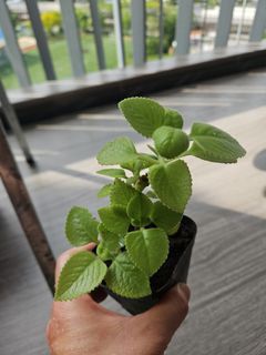 Indian Borage plant, Furniture & Home Living, Gardening, Plants & Seeds ...