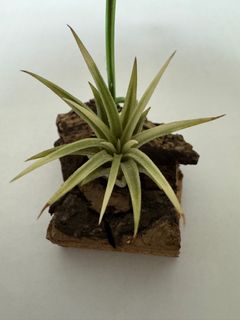 Tillandsia ionantha albo, Furniture & Home Living, Gardening, Plants ...
