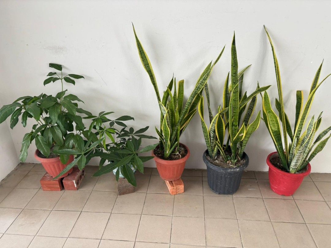 All 5 pots Canberra Road, Furniture & Home Living, Gardening, Plants ...