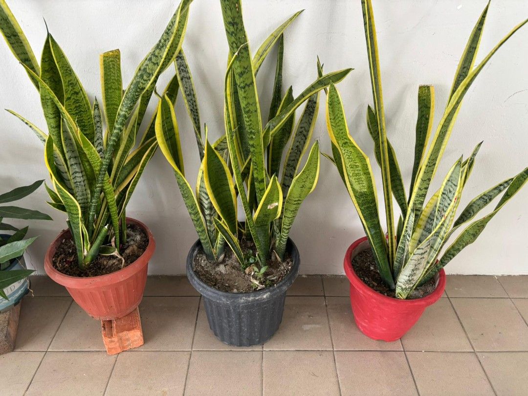 All 5 pots Canberra Road, Furniture & Home Living, Gardening, Plants ...