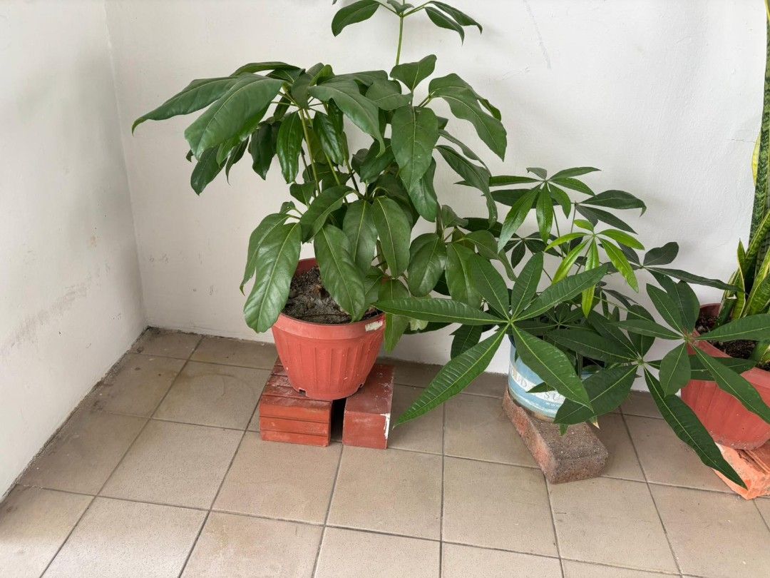 All 5 pots Canberra Road, Furniture & Home Living, Gardening, Plants ...