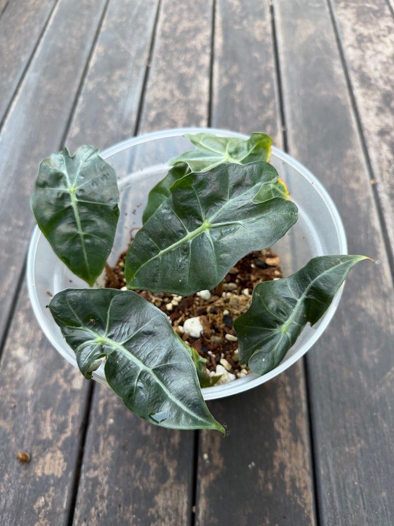 Alocasia amazonica multiple plants, Furniture & Home Living, Gardening ...