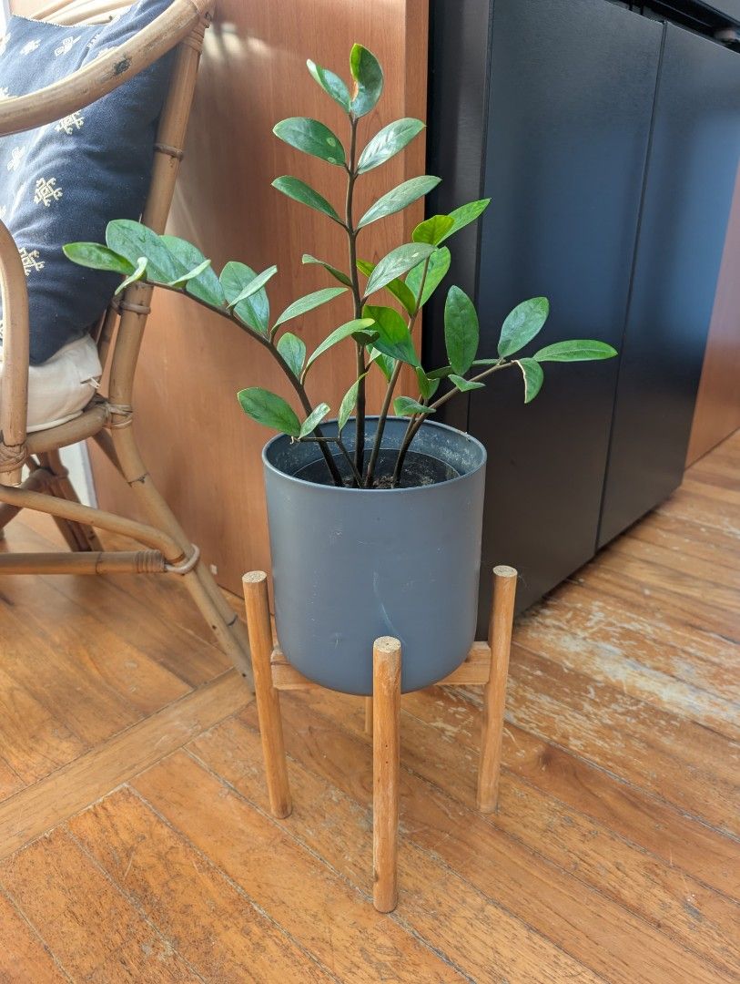 Clean house plant, resistant and slow growing, Furniture & Home Living ...