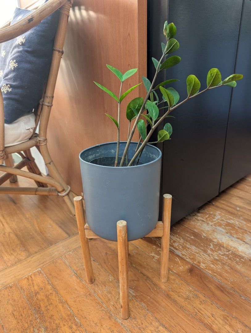 Clean house plant, resistant and slow growing, Furniture & Home Living ...